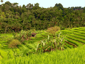 Riksja Indonesië rondreis Java Bali | Groen, groener, groenst