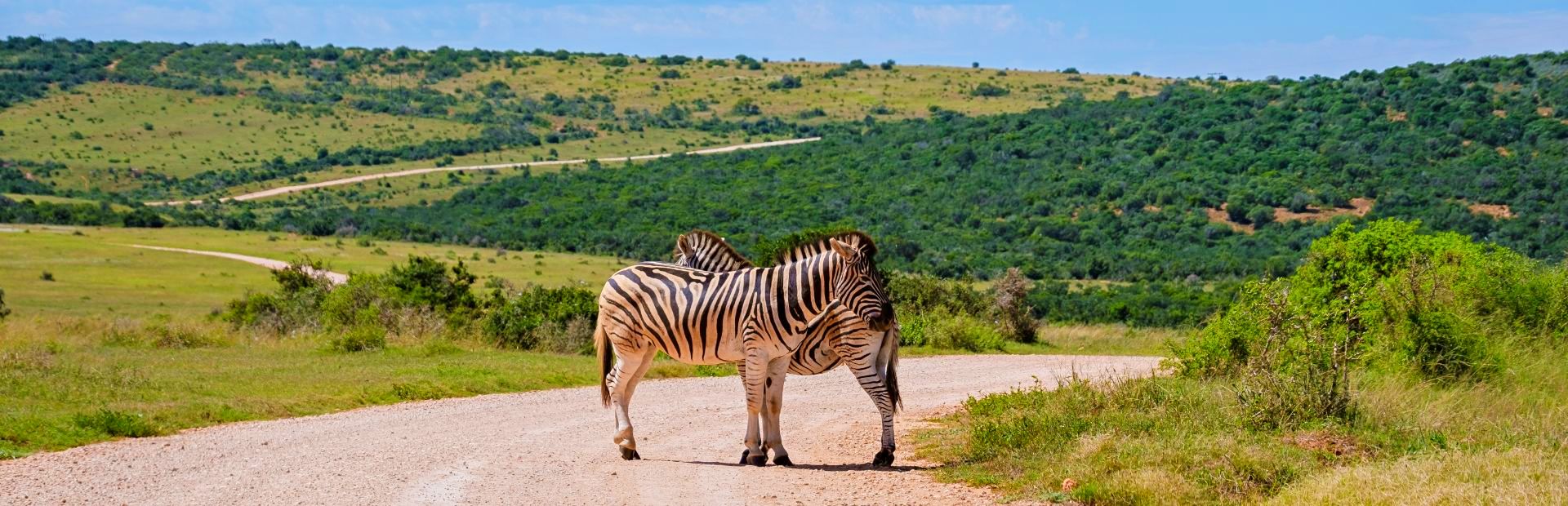 Addo Elephant National Park Zuid-Afrika | Riksja Travel