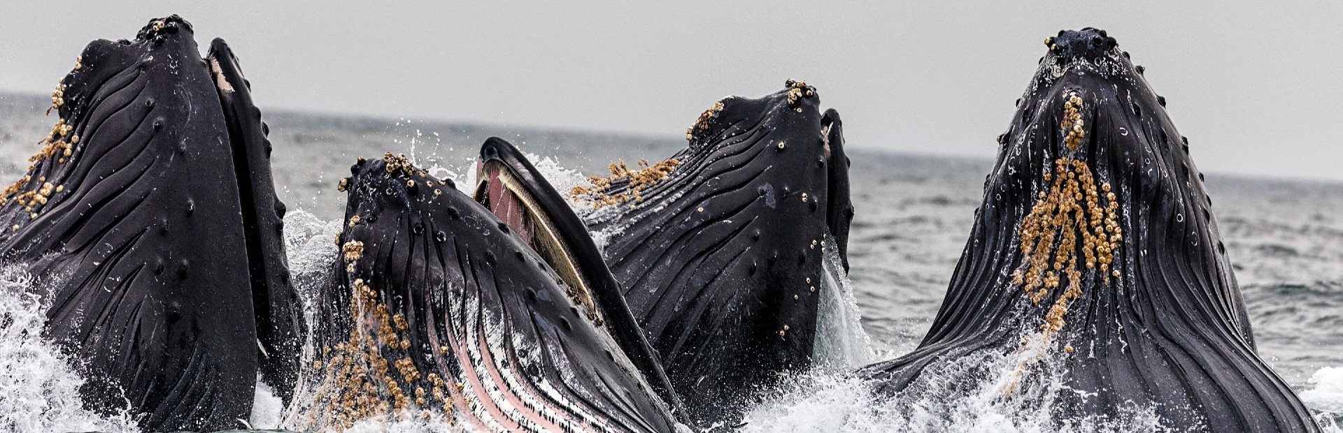 Highway 1 - Walvissen spotten | Amerika