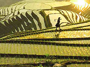 Rijstvelden Ping'an | Riksja China bouwsteen