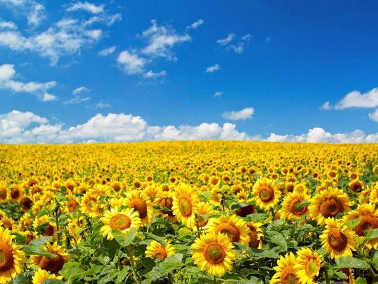 Praktische informatie Frankrijk | Riksja Travel